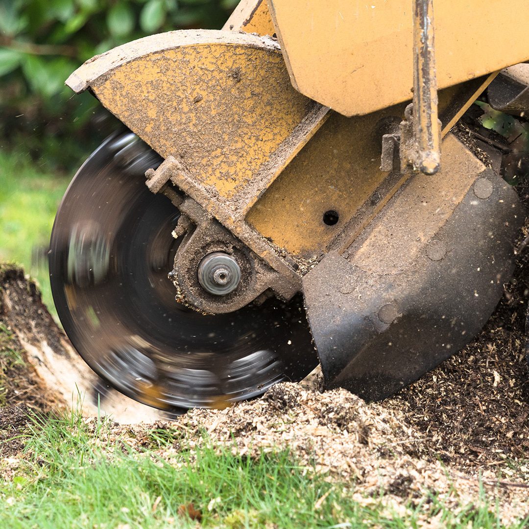 Stump Removals & Tree Felling Near You | Call 068 474 7303