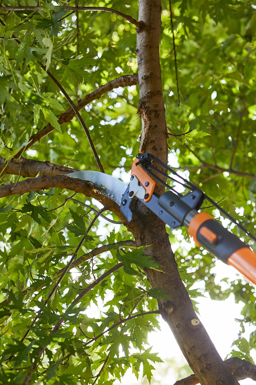 Why Tree Trimming & Tree Pruning? - LawnKing Gardens® | Instant Lawn ...