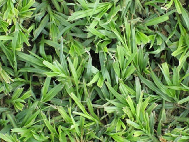 How to take care of LM Grass after Installation - LawnKing Gardens®
