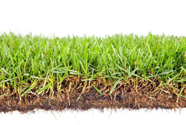 Instant Lawn Issues and Solutions in Randburg - LawnKing Gardens ...