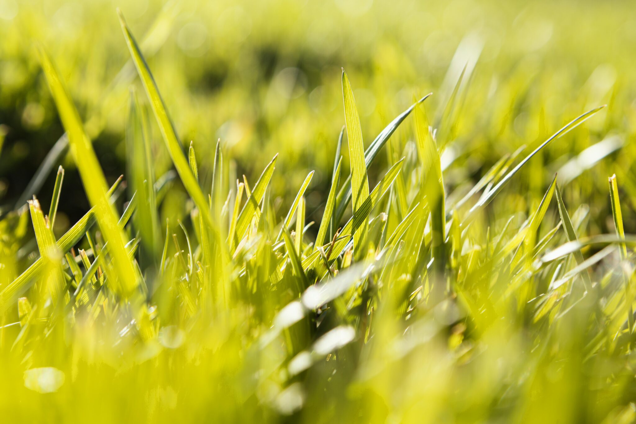 Why Is My New LM Grass Turning Yellow? - LawnKing Gardens® | Instant ...